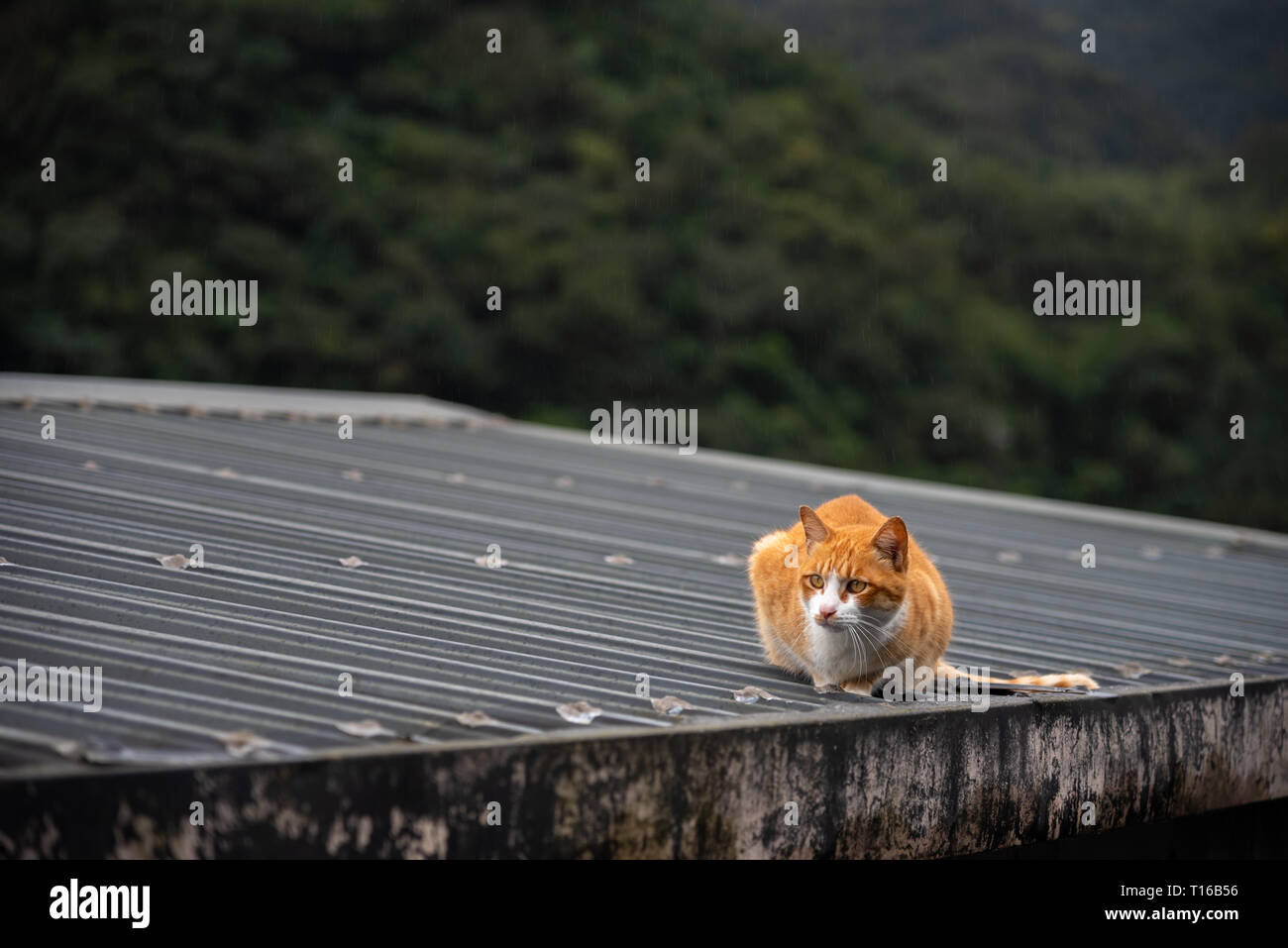 Cute cat at Houtong Cat Village. Taiwan famous cat population. The ...