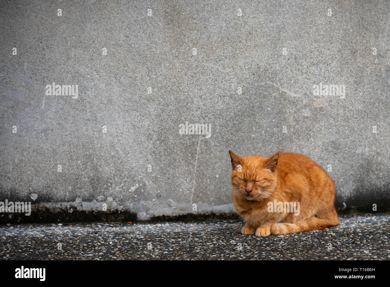 Little wildcat historical hi-res stock photography and images - Alamy
