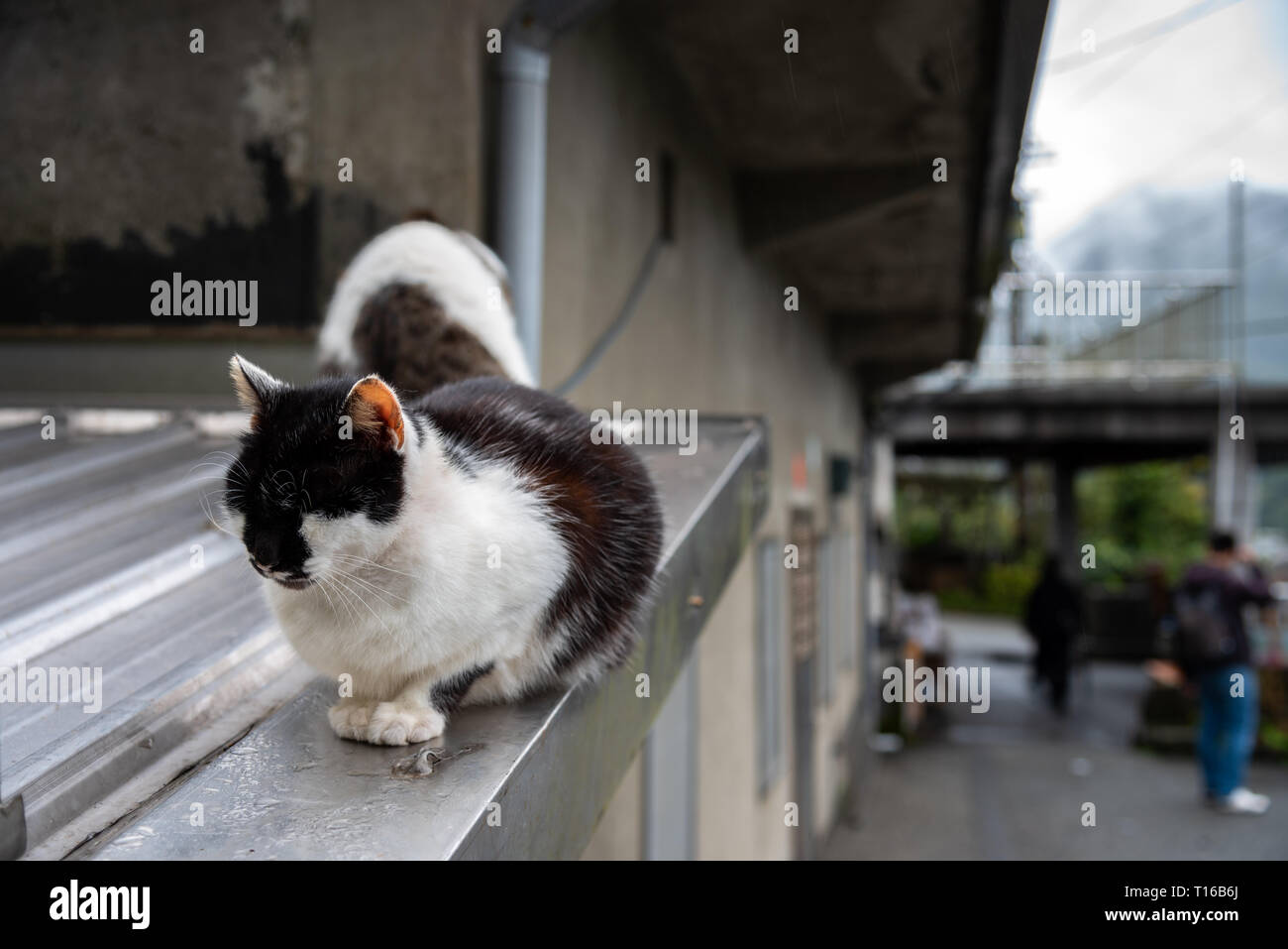 Cute cat at Houtong Cat Village. Taiwan famous cat population. The ...
