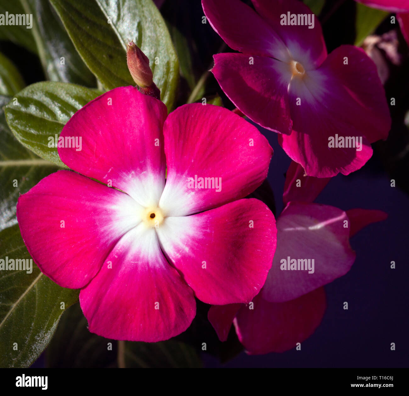 Periwinkle flowers hi-res stock photography and images - Alamy