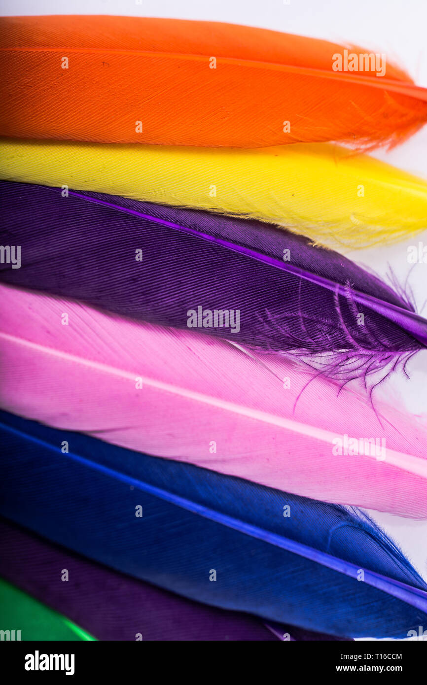 Studio shot photo of colored bird feathers as texture background Stock ...
