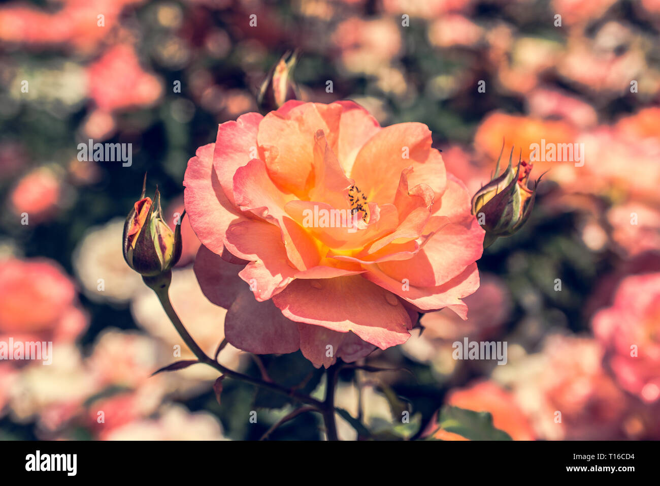 Blooming beautiful colorful rose in garden nature background Stock ...