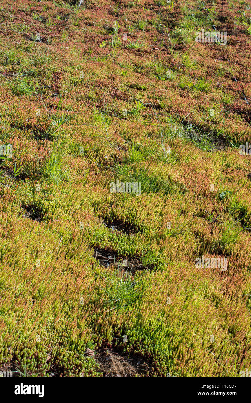 Green leaves of the spring season Stock Photo - Alamy
