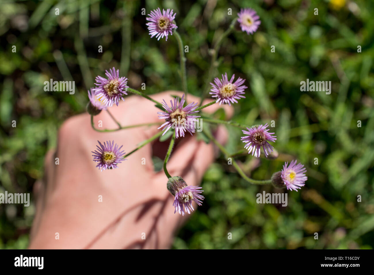 Beautiful fresh flowers in hand in nature background Stock Photo - Alamy