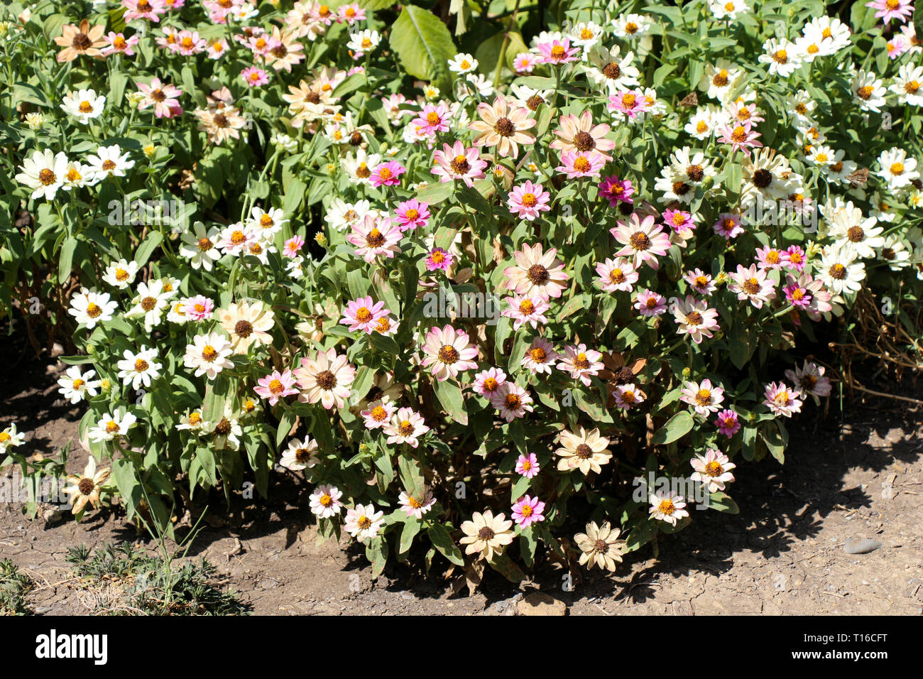 Beautiful fresh flowers in nature background Stock Photo - Alamy