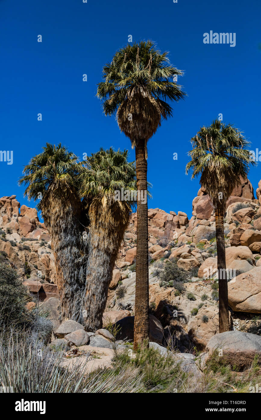 The LOST PALMS OASIS has the largest wild grouping of CALIFORNIA FAN ...