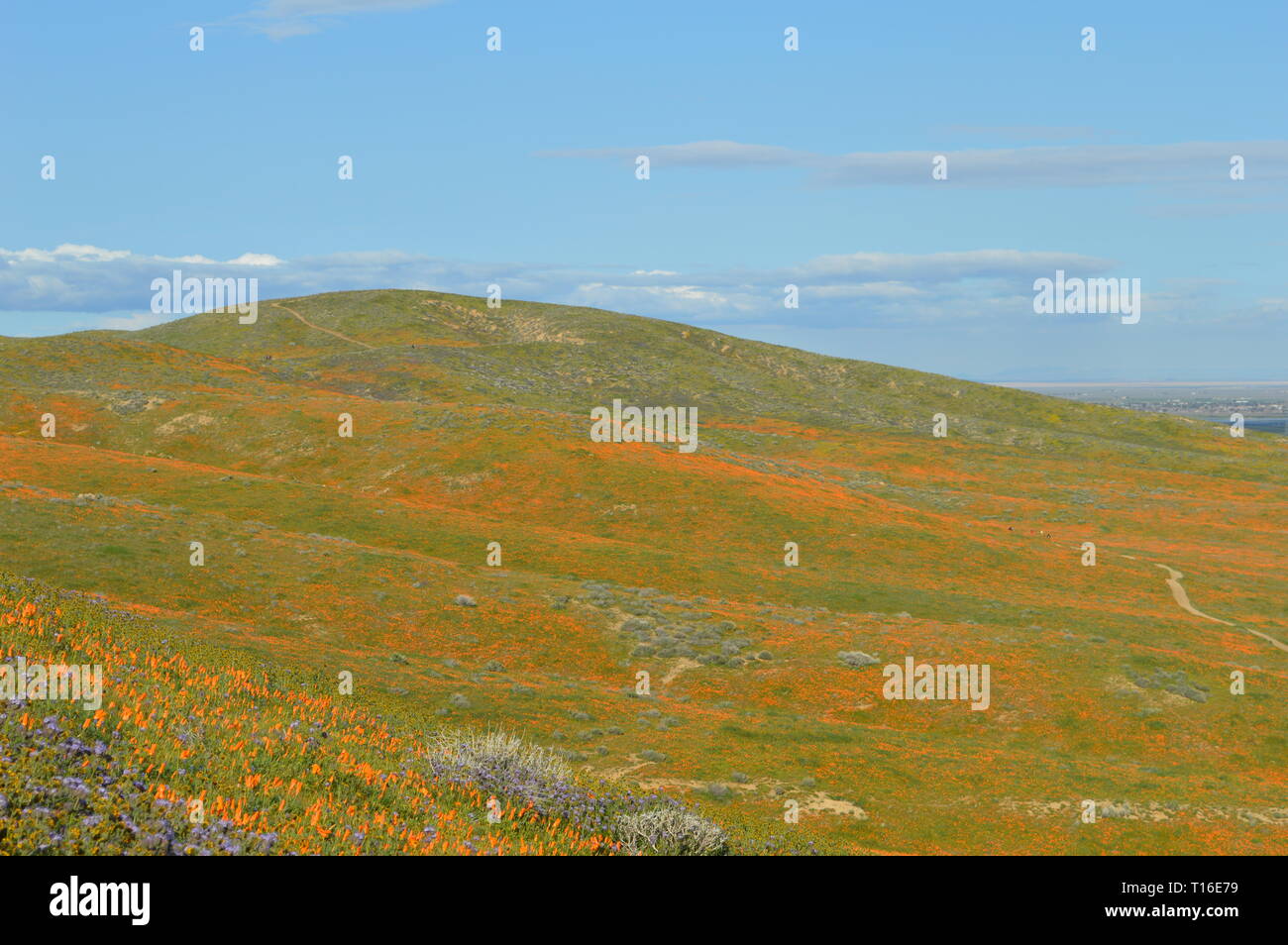 Grey poppy field hi-res stock photography and images - Alamy