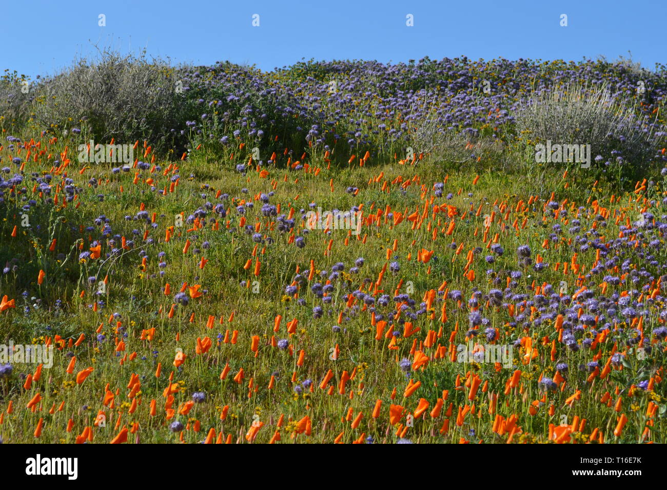 California Central Valley Poppy Field Stock Photo - Alamy