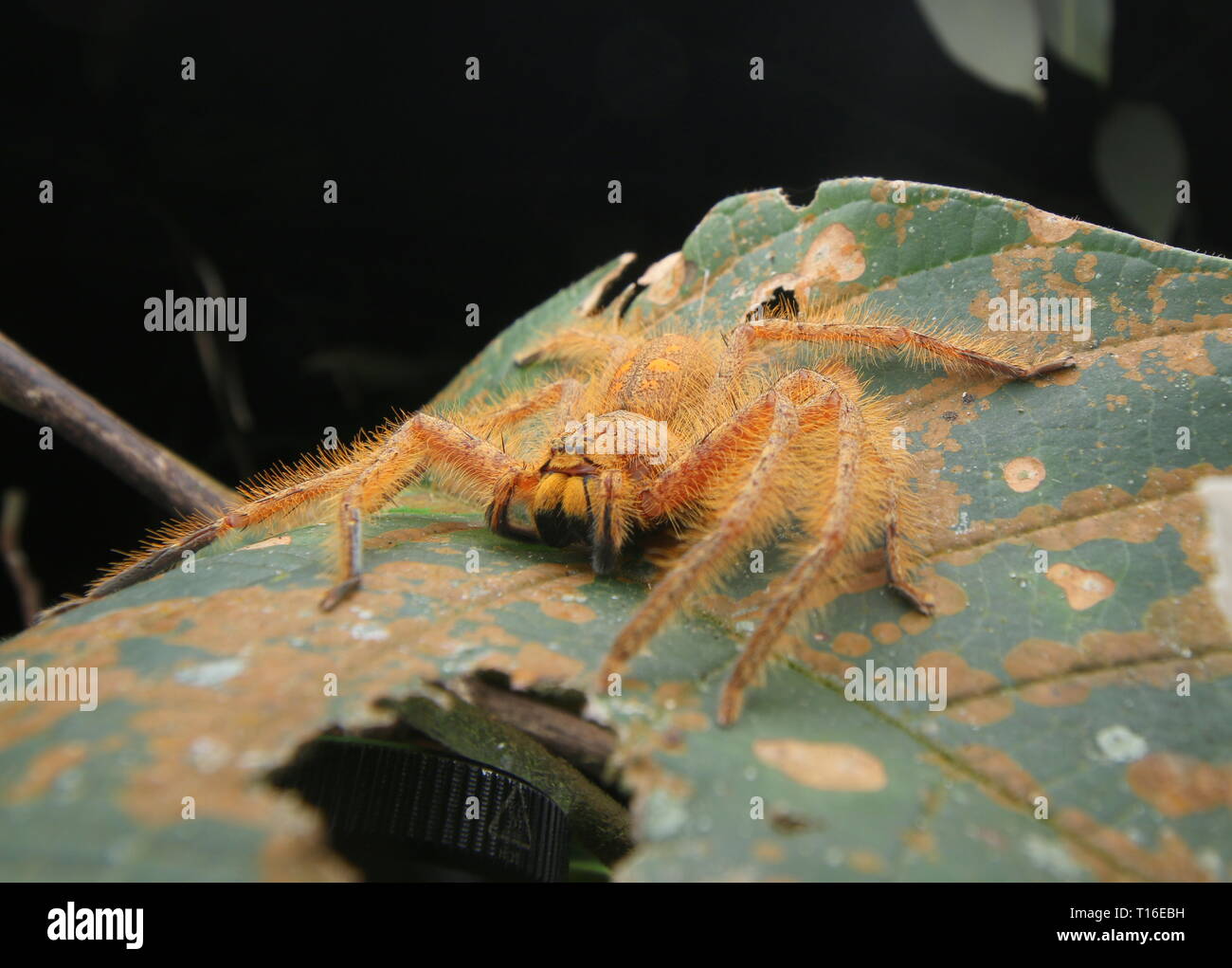 Heteropoda davidbowie hi-res stock photography and images - Alamy