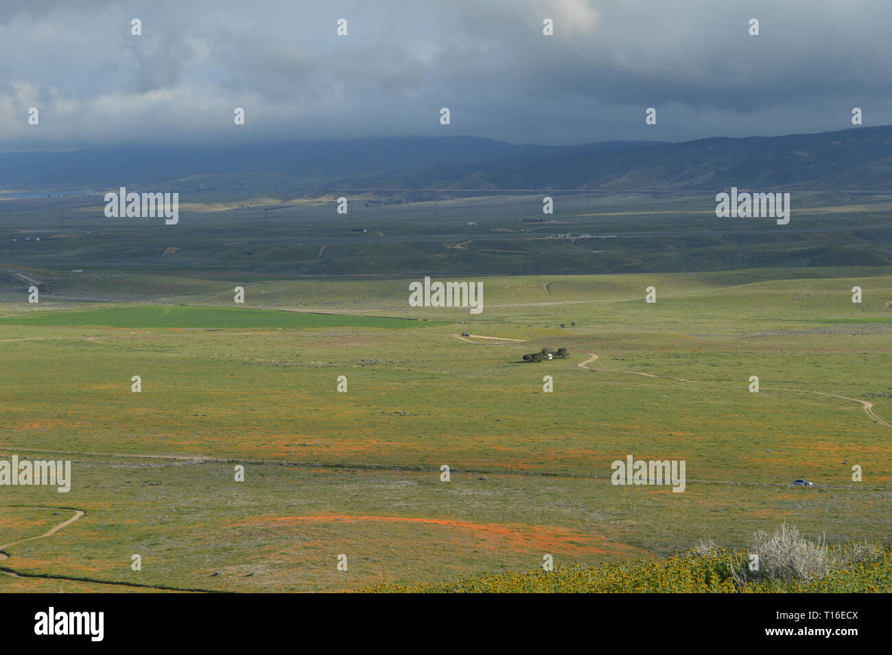 Lancaster poppy reserve hi-res stock photography and images - Alamy