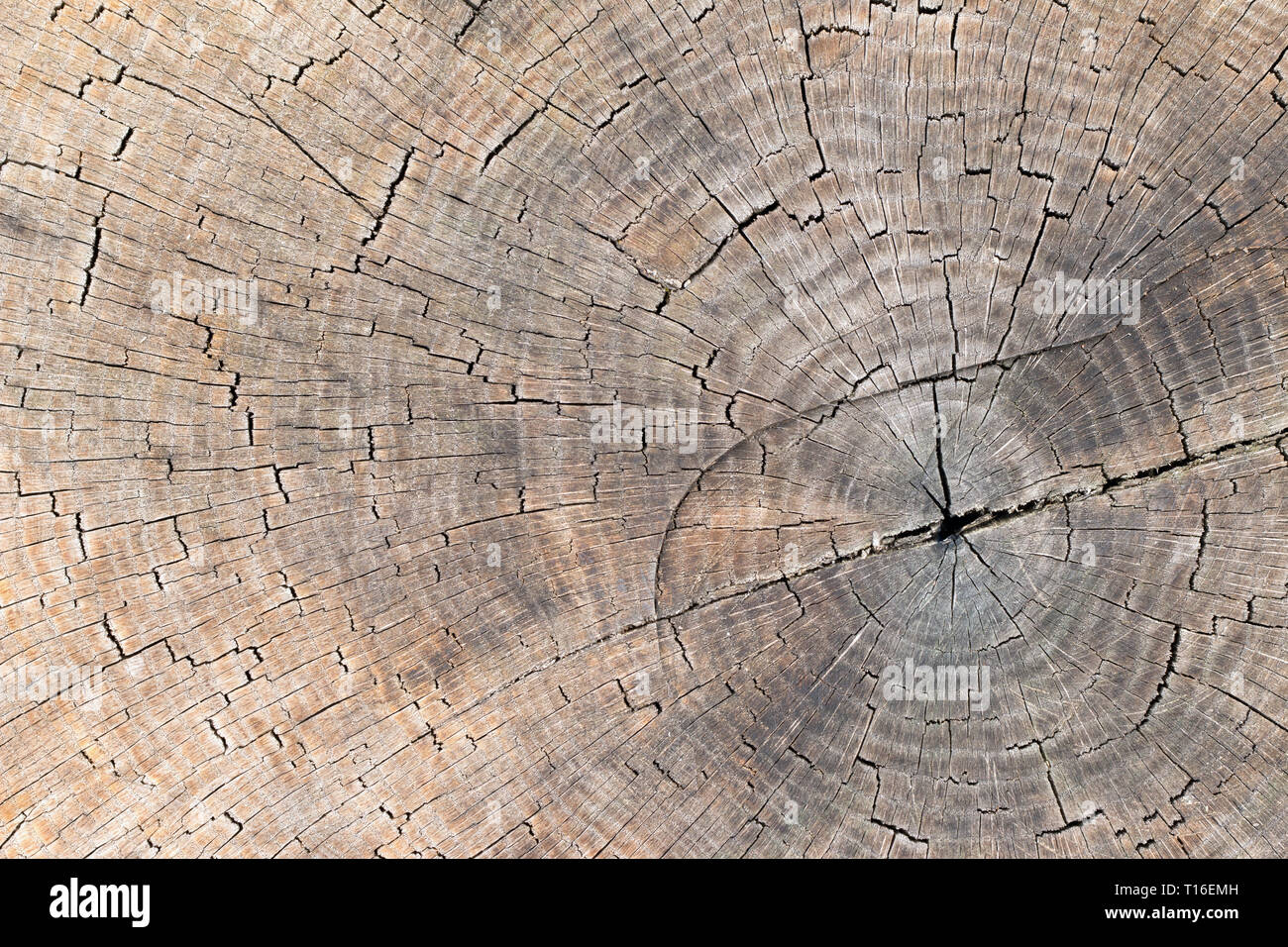 Detail of the cut tree trunk - annular rings Stock Photo - Alamy