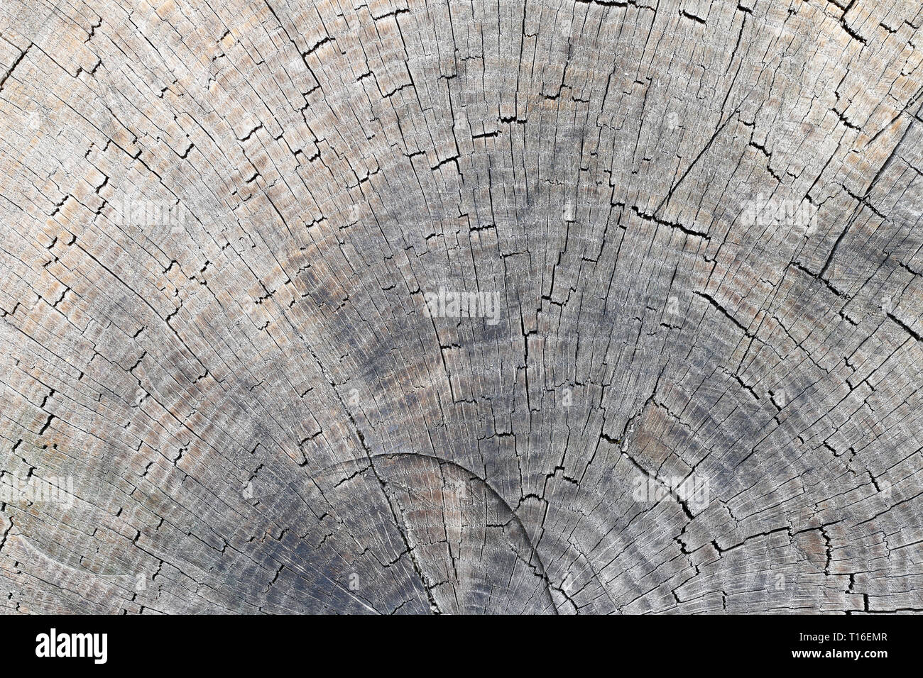 Detail of the cut tree trunk - annular rings - wood texture Stock Photo ...