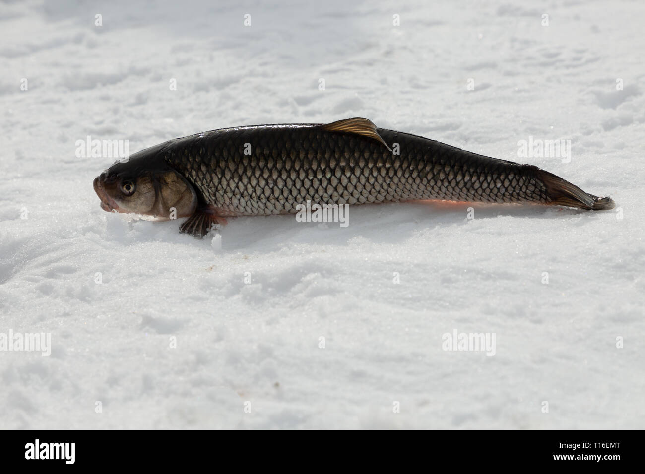 freshly caught fish Stock Photo - Alamy