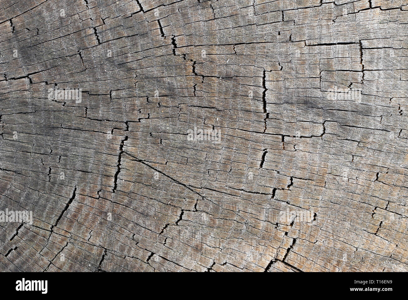 Detail of the cut tree trunk - annular rings Stock Photo - Alamy