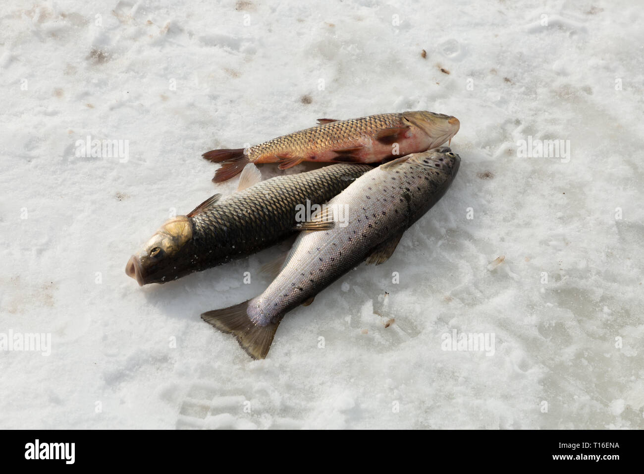 freshly caught fish Stock Photo - Alamy