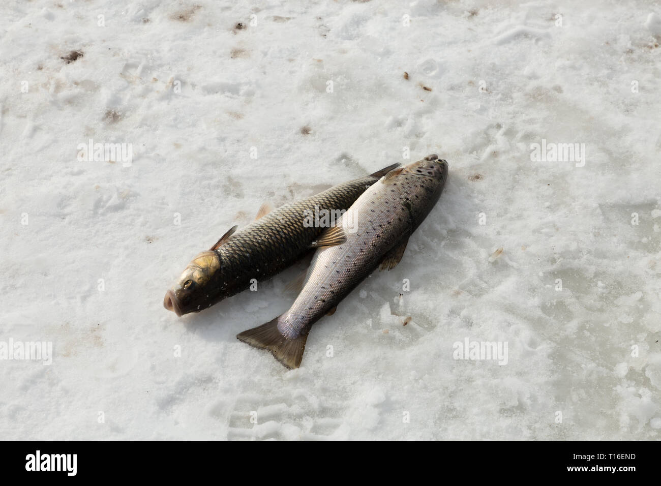 freshly caught fish Stock Photo - Alamy