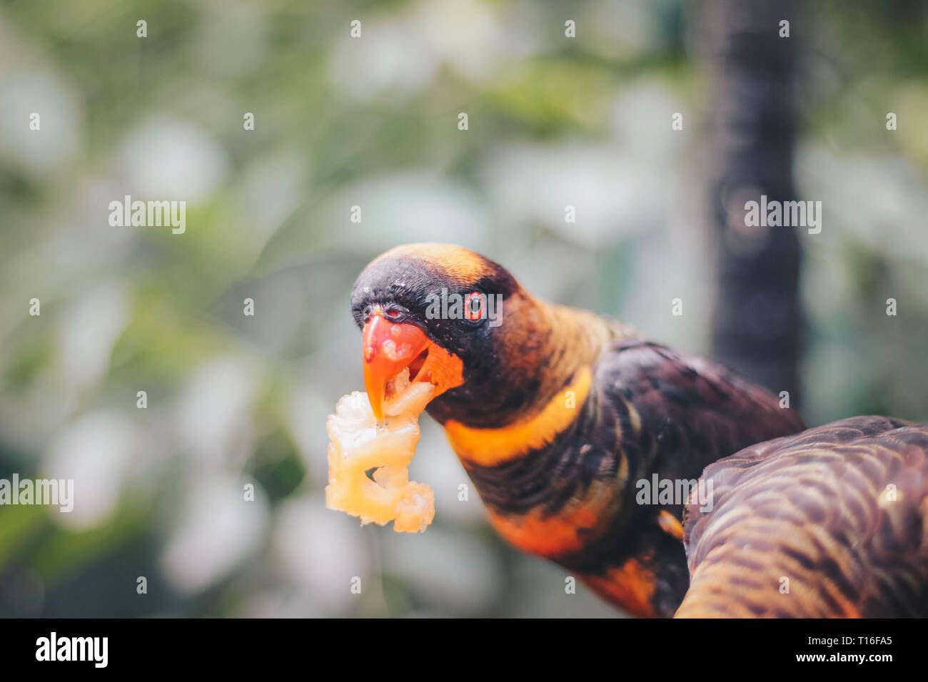Banded lories hi-res stock photography and images - Alamy