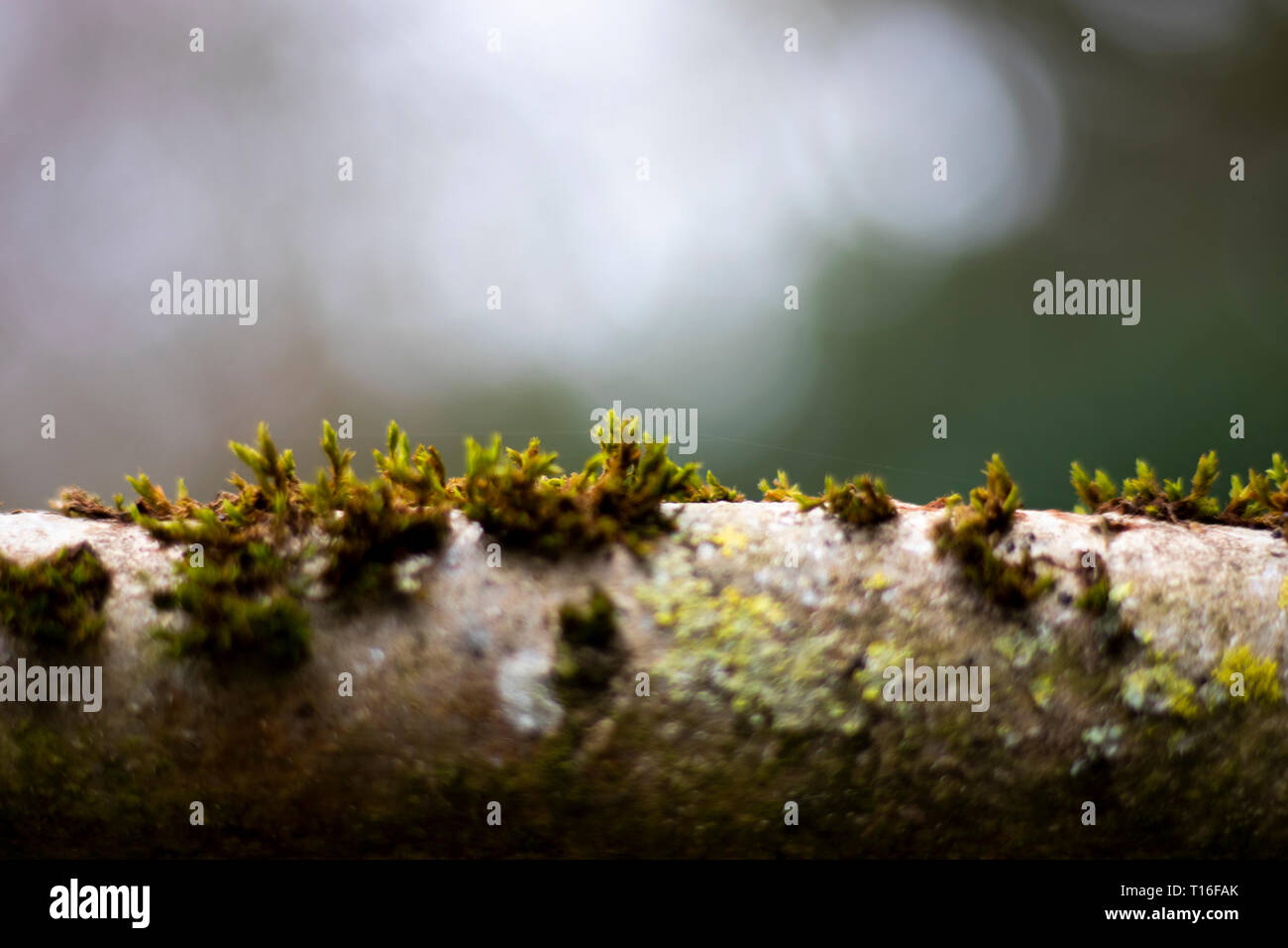 Moss Patch Stock Photos & Moss Patch Stock Images - Alamy