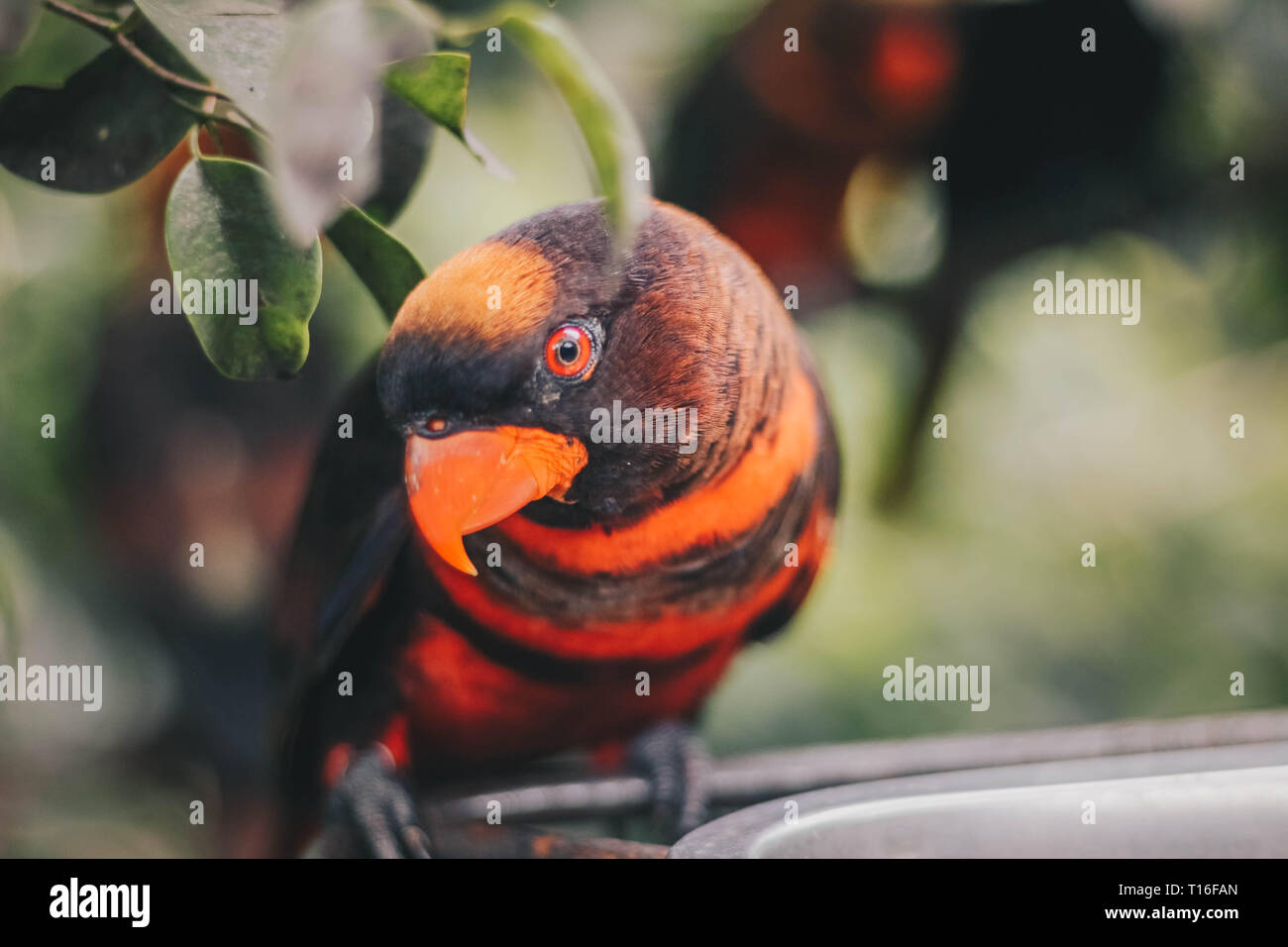 Dusky orange hi-res stock photography and images - Alamy