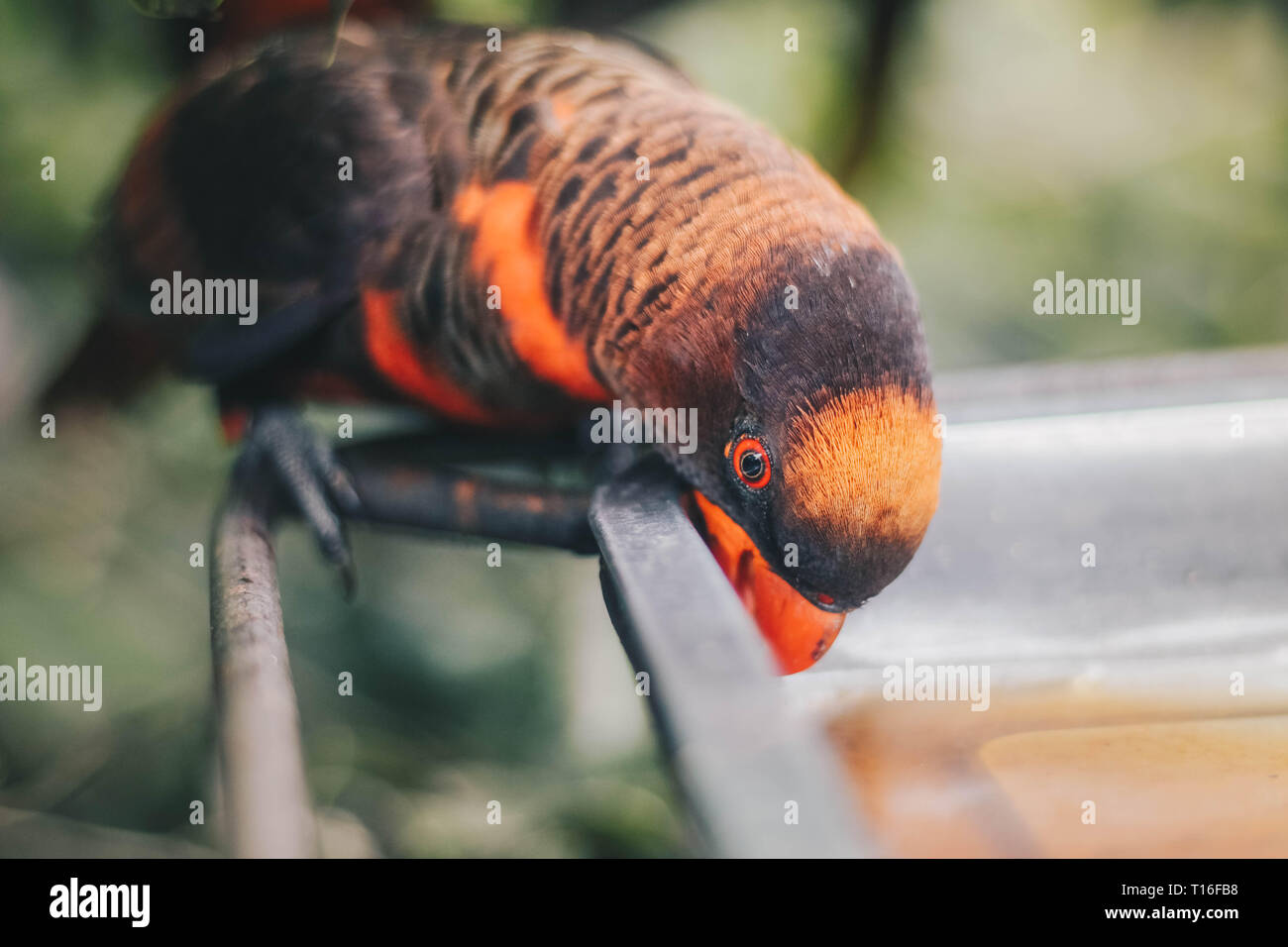 Banded lories hi-res stock photography and images - Alamy