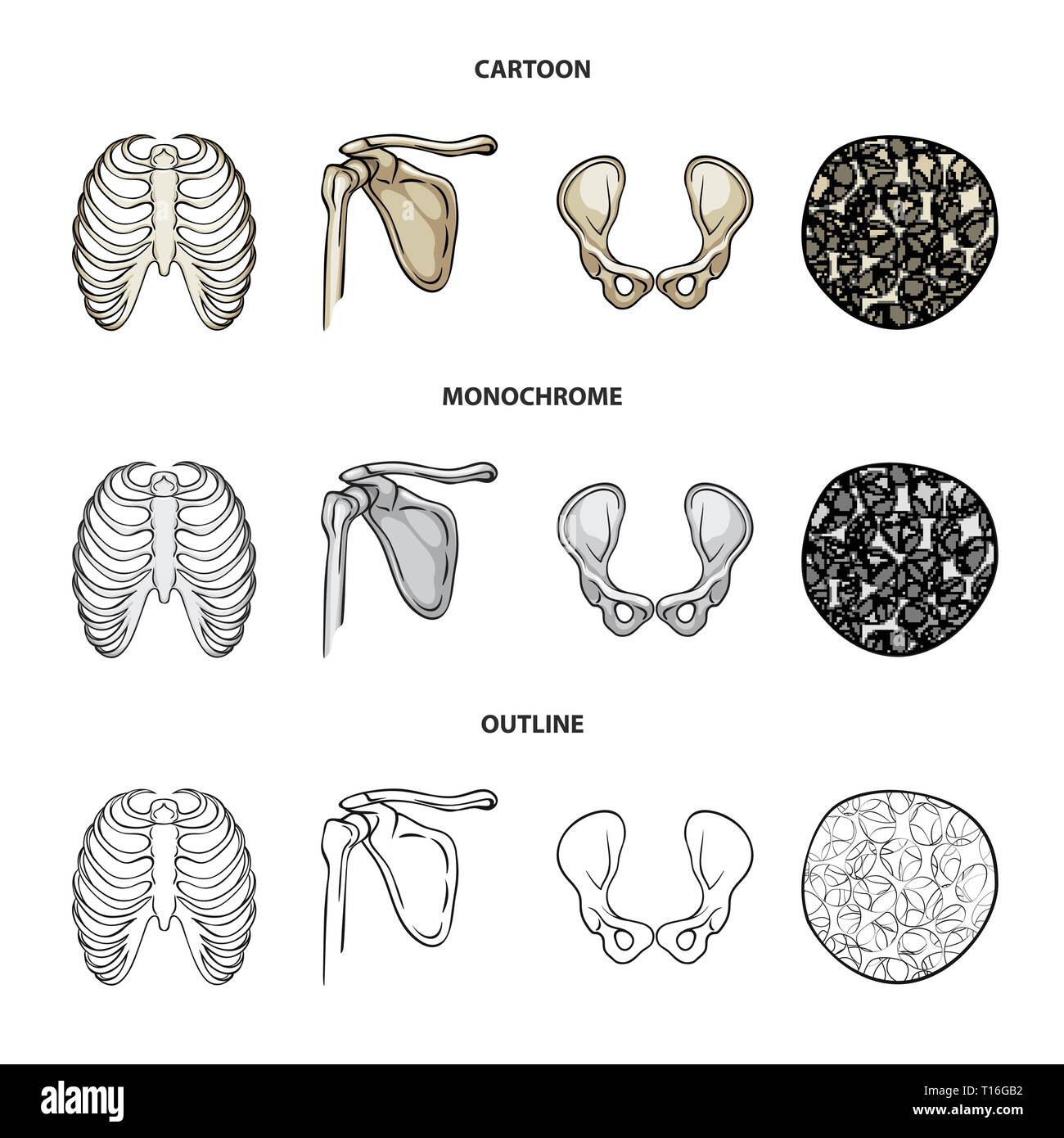 rib,femur,hip,osteoporosis,cage,pelvis,joint,cell,xray,tissue,body ...