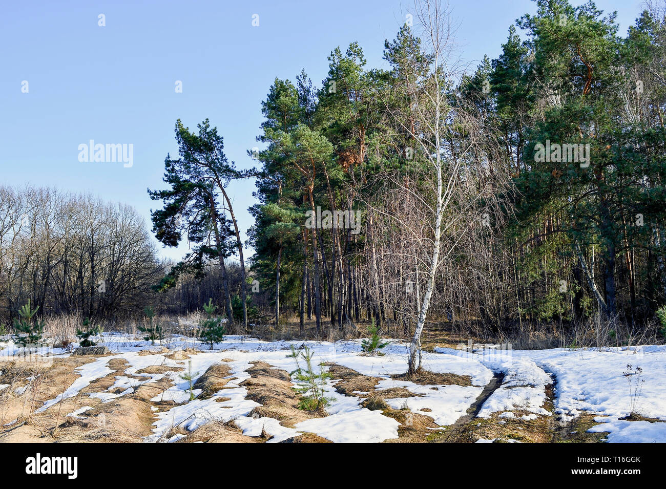 Forest in early spring with melted snow on a bright Sunny day ...
