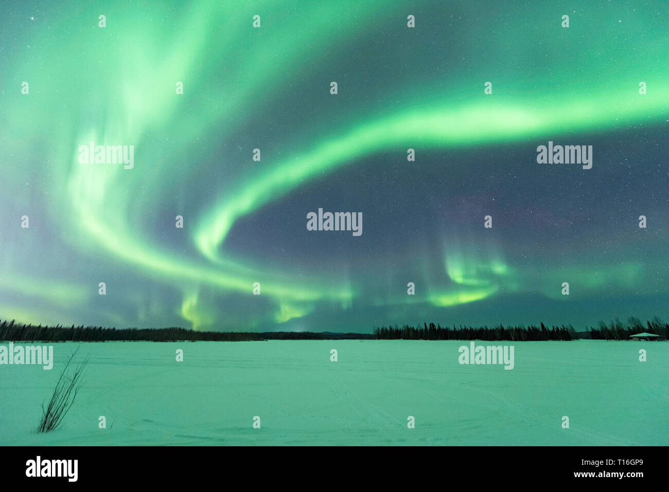 Aurora borealis alaska trees hi-res stock photography and images - Alamy