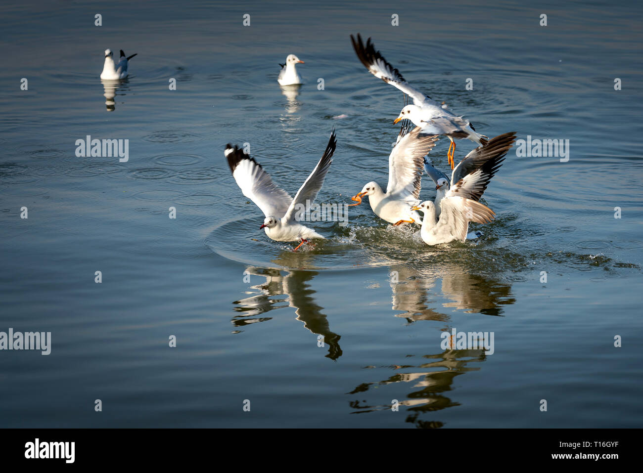 Seagull catching the fish in the sea Stock Photo - Alamy