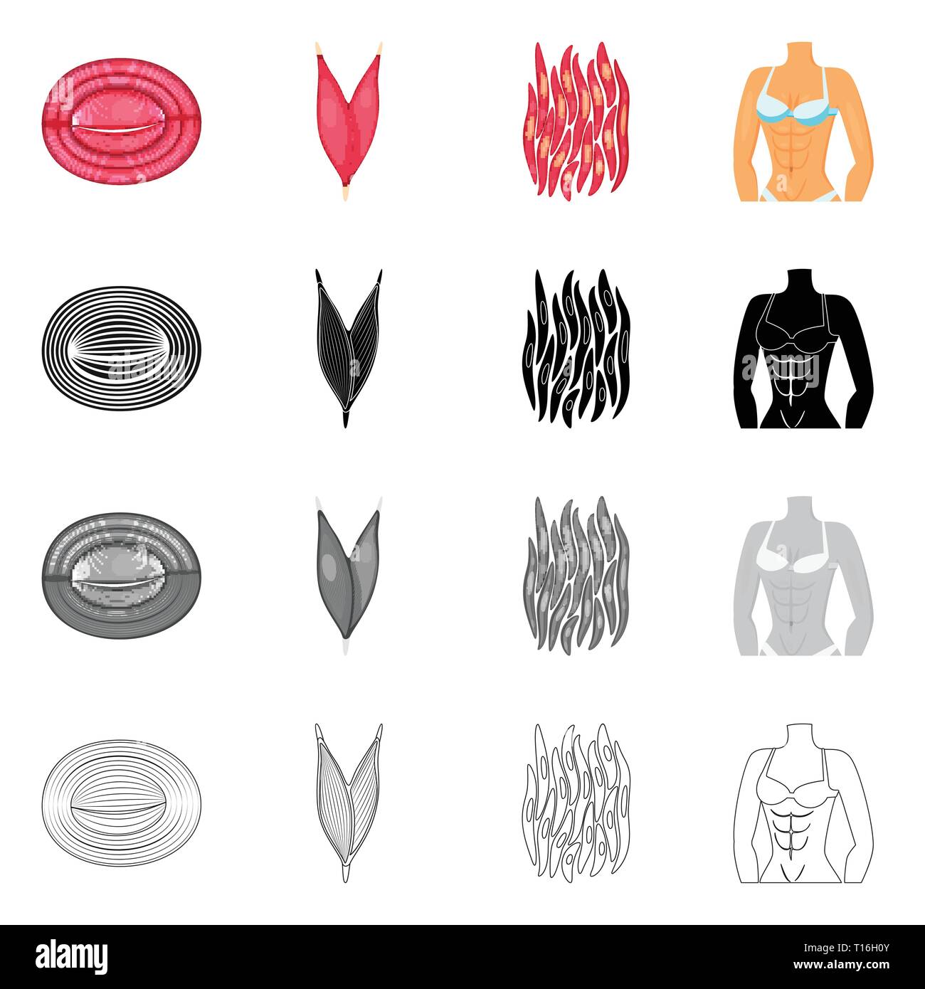 Vector design of fiber and muscular symbol. Set of fiber and body ...