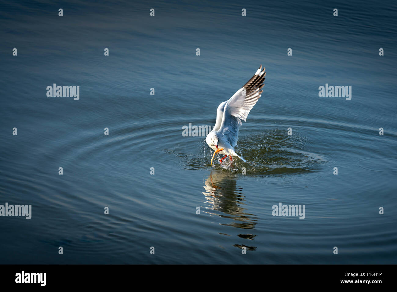 Seagull catching the fish in the sea Stock Photo - Alamy