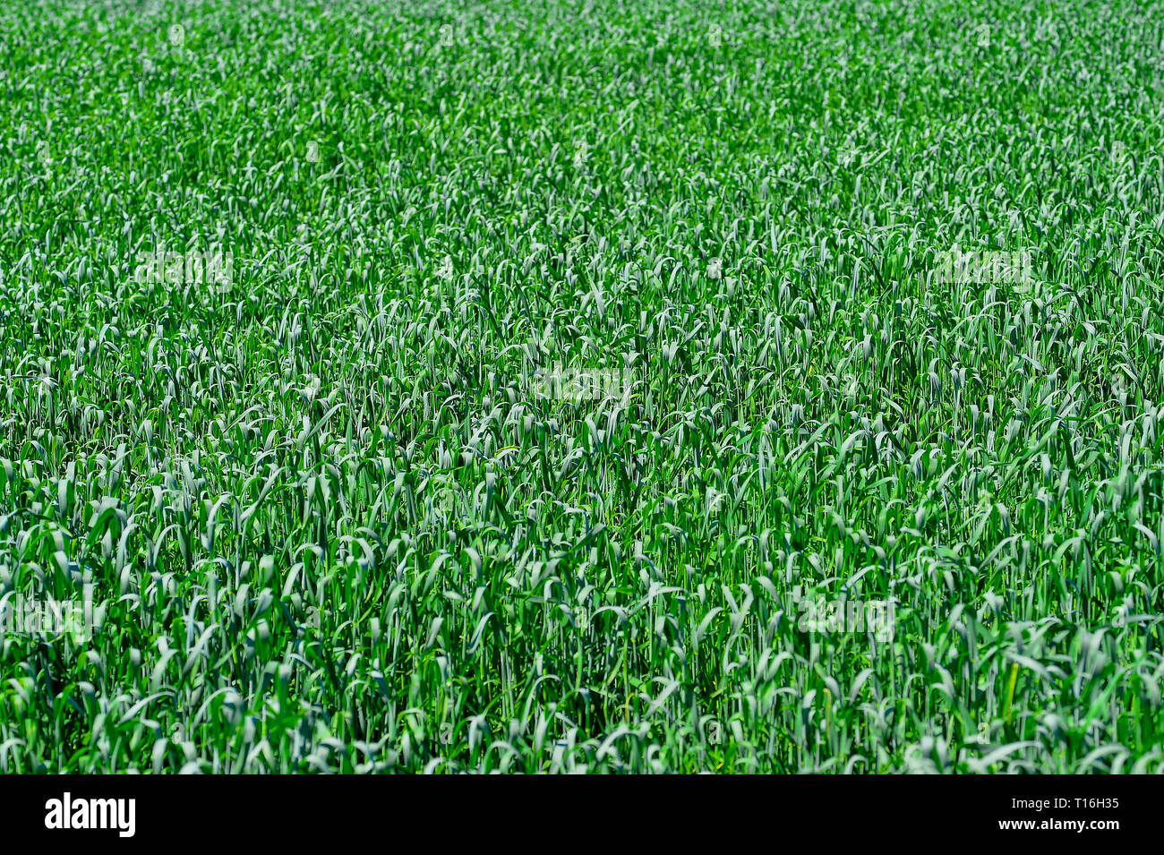 View of the green farm field. Background Stock Photo - Alamy
