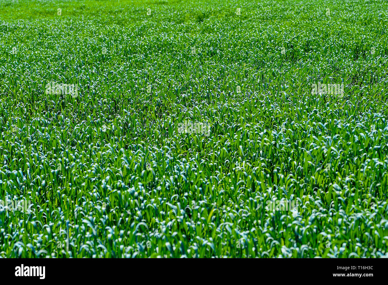 View of the green farm field. Background Stock Photo - Alamy