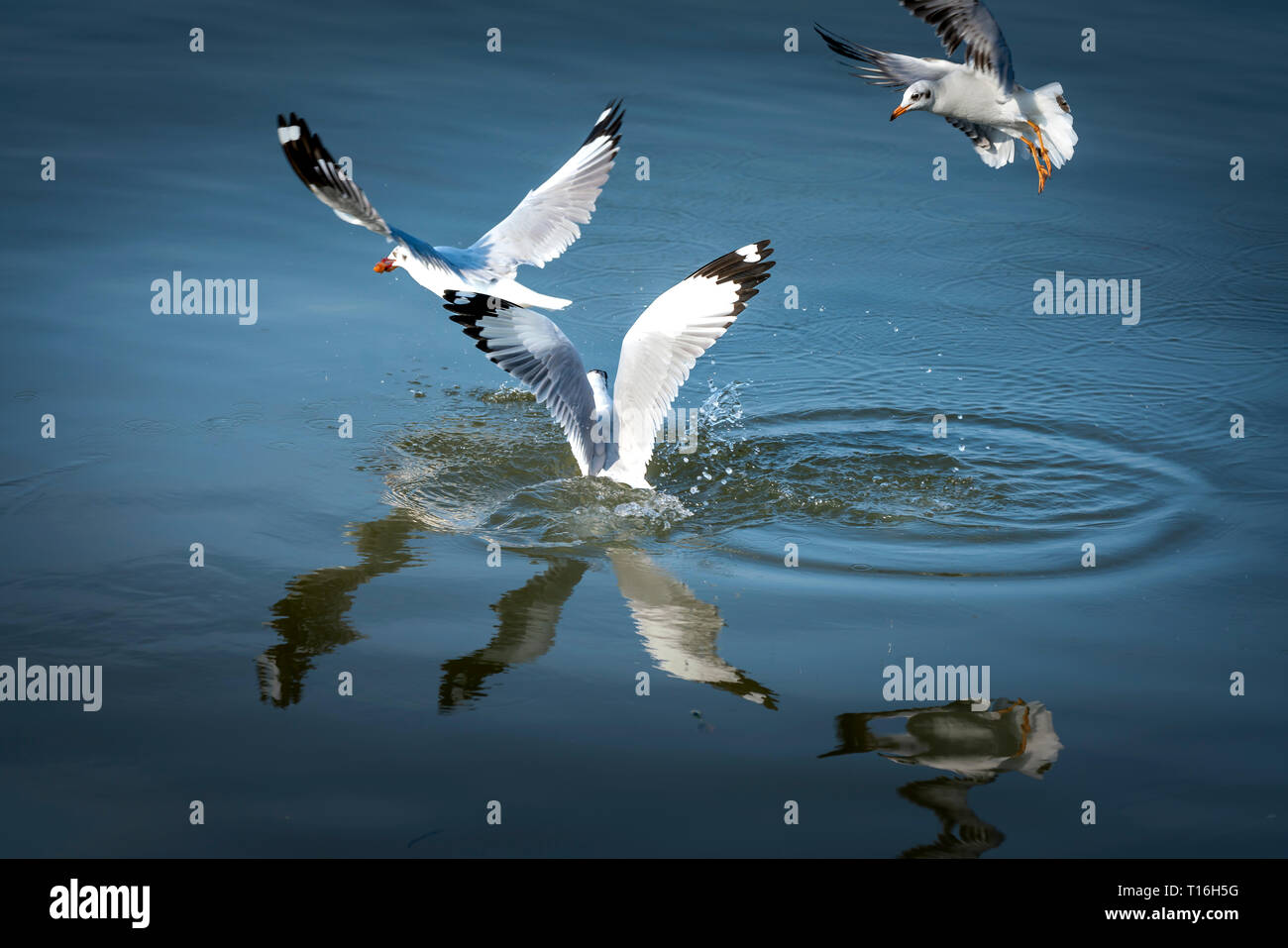 Seagull catching the fish in the sea Stock Photo - Alamy