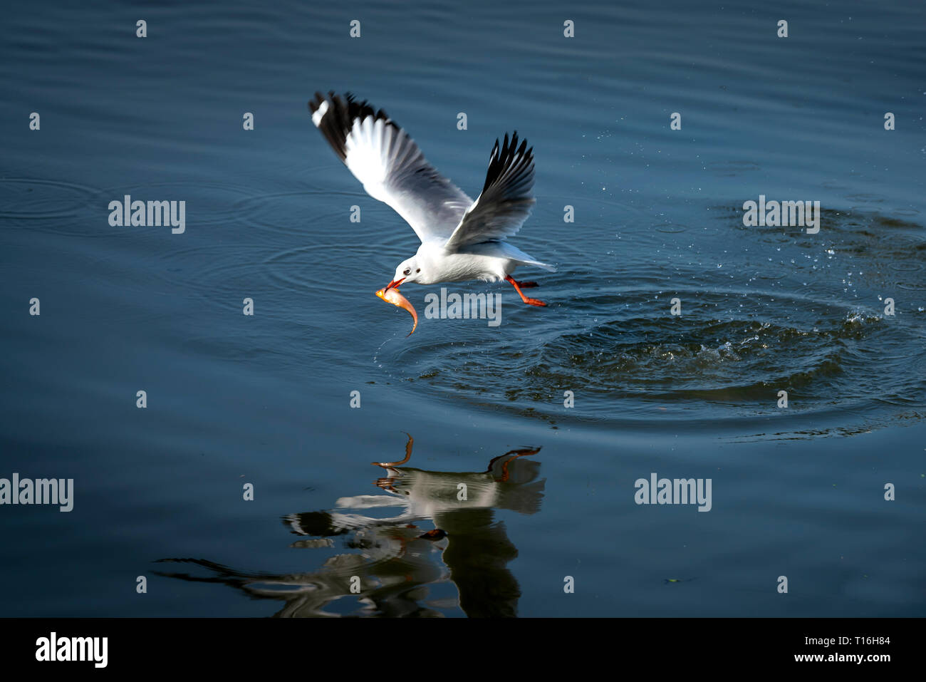 Catching cod hi-res stock photography and images - Alamy