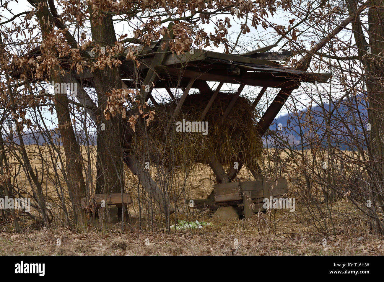 fodder rack for deer with food for animal in forest Stock Photo - Alamy