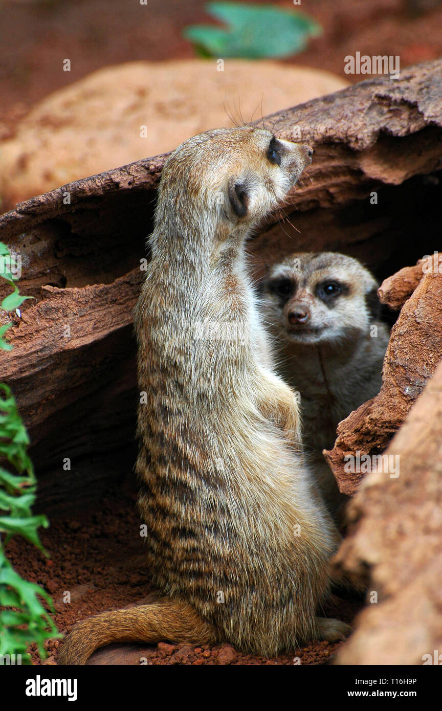 Mongoose illustrations hi-res stock photography and images - Alamy
