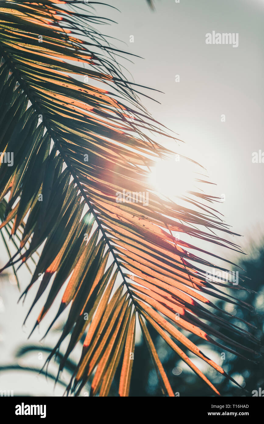 vertical photo of a dry palm leaf covering the sun at sunset, in the ...