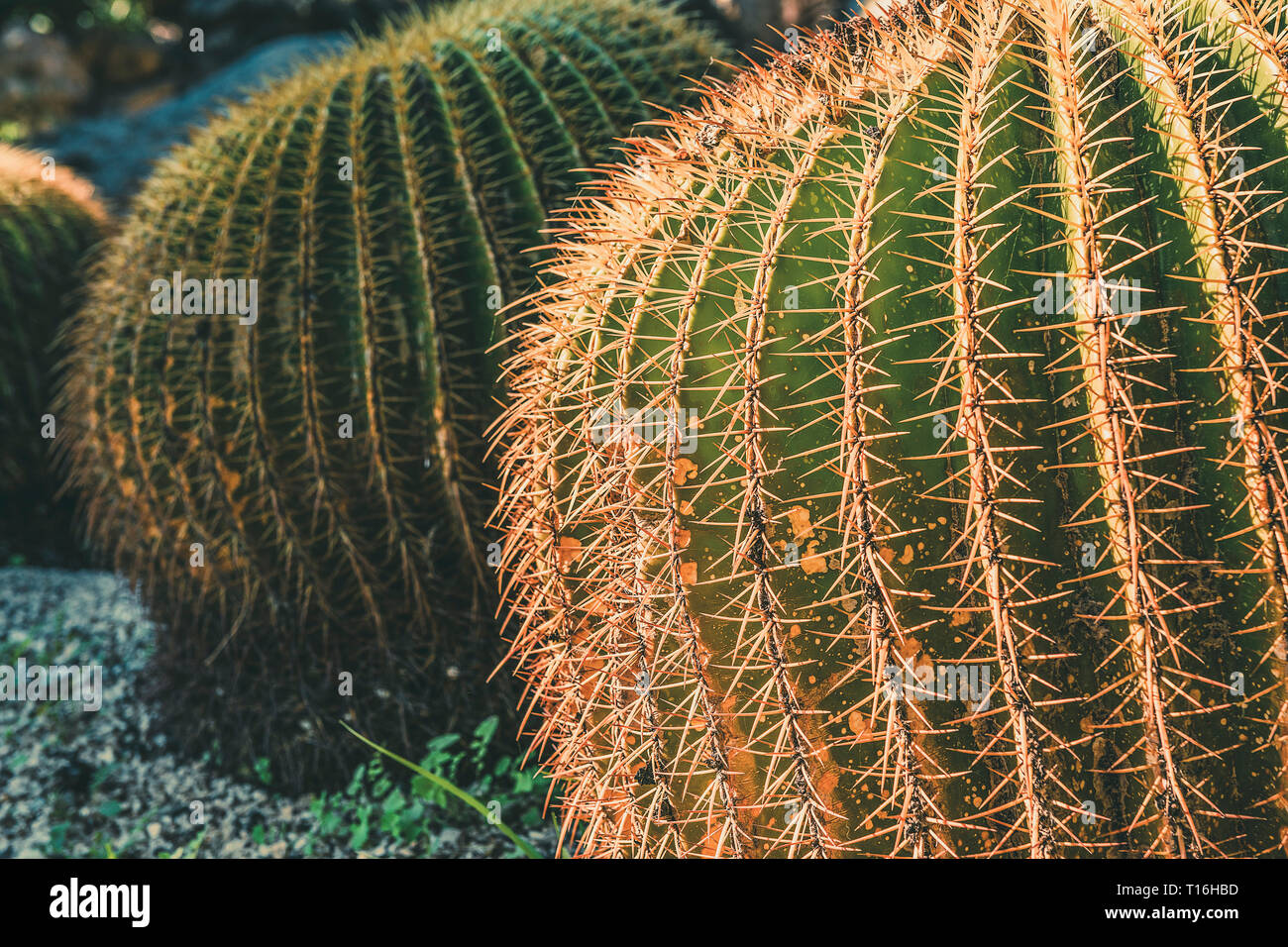 Two round Golden Barrel cactus with spike thorns in a desert garden ...