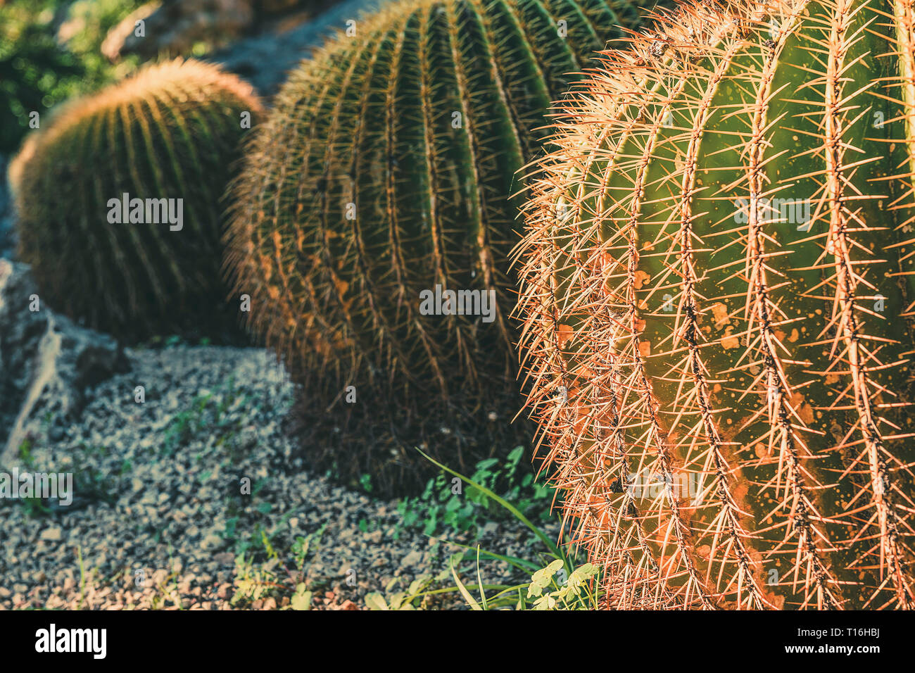 Three round Golden Barrel cactus with spike thorns in a desert garden ...
