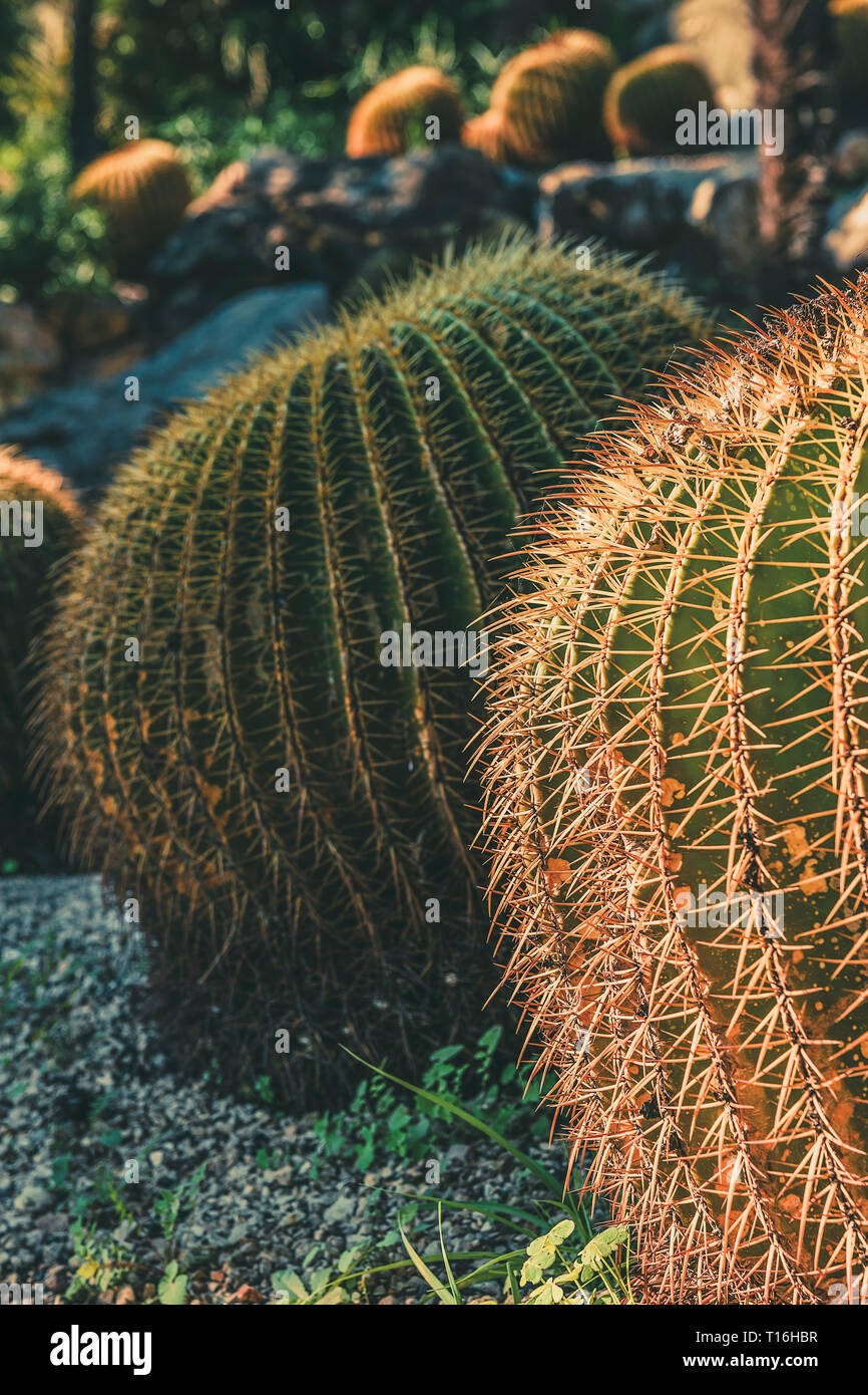 Vertical photo of Round Golden Barrel cactus with spike thorns in a ...