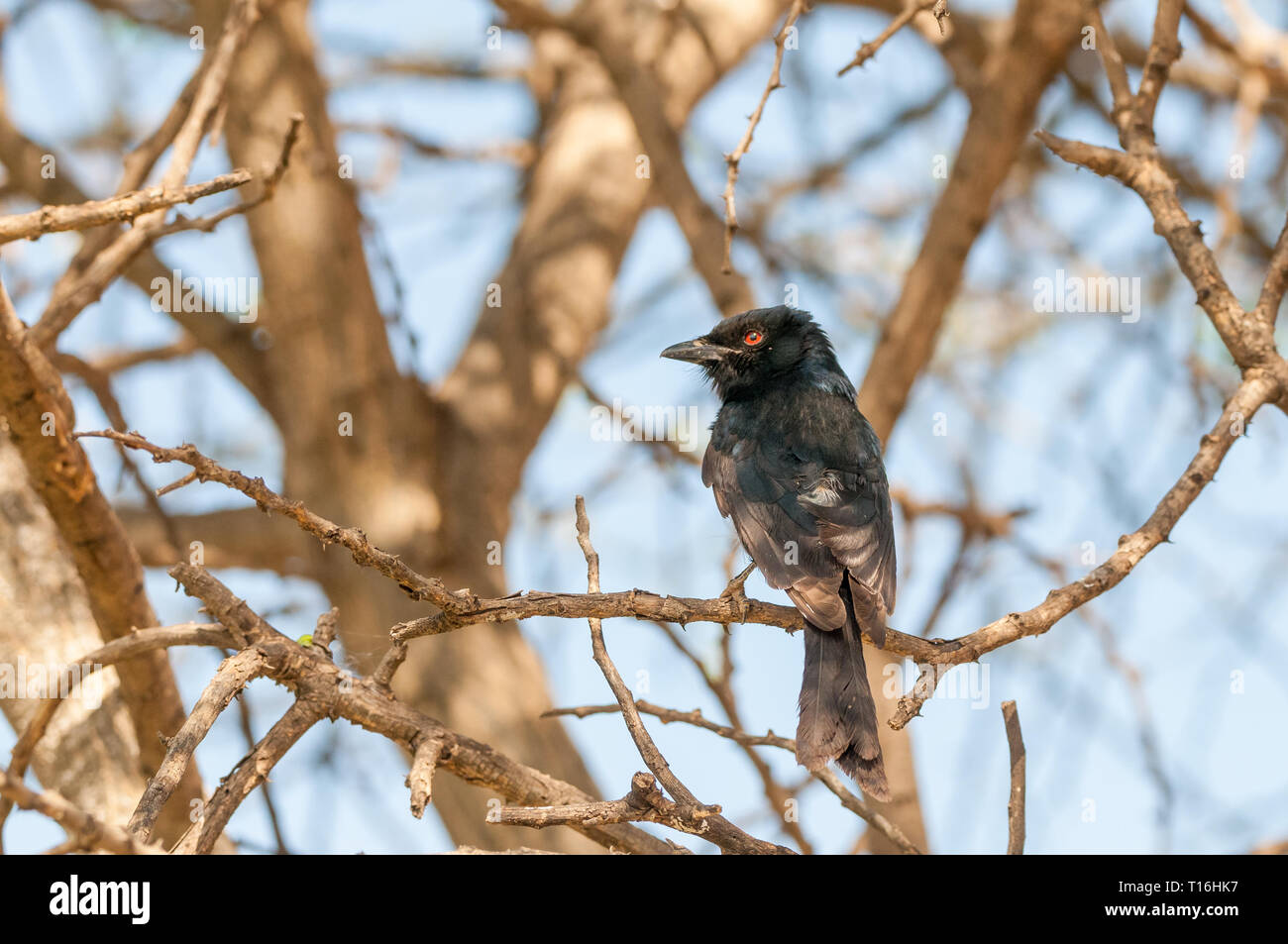 common drongo, Dicrurus adsimilis, tree branch, Namibia Stock Photo - Alamy
