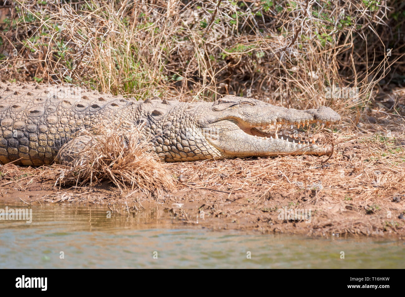 Nile crocodile, Crocodylus niloticus, next to water hole. Namibia Stock ...