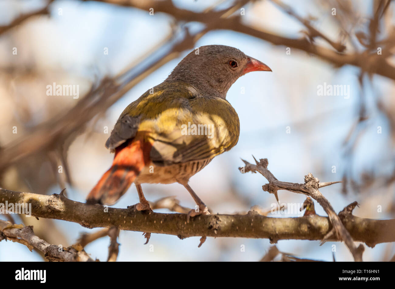 Green-winged pytilia, Pytilia melba, Namibia Stock Photo - Alamy