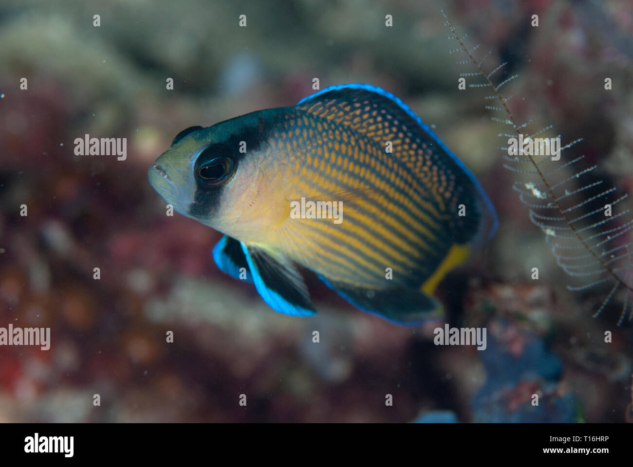 Splendid Dottyback, Manonichthys splendens, Razzle Dazzle dive site ...