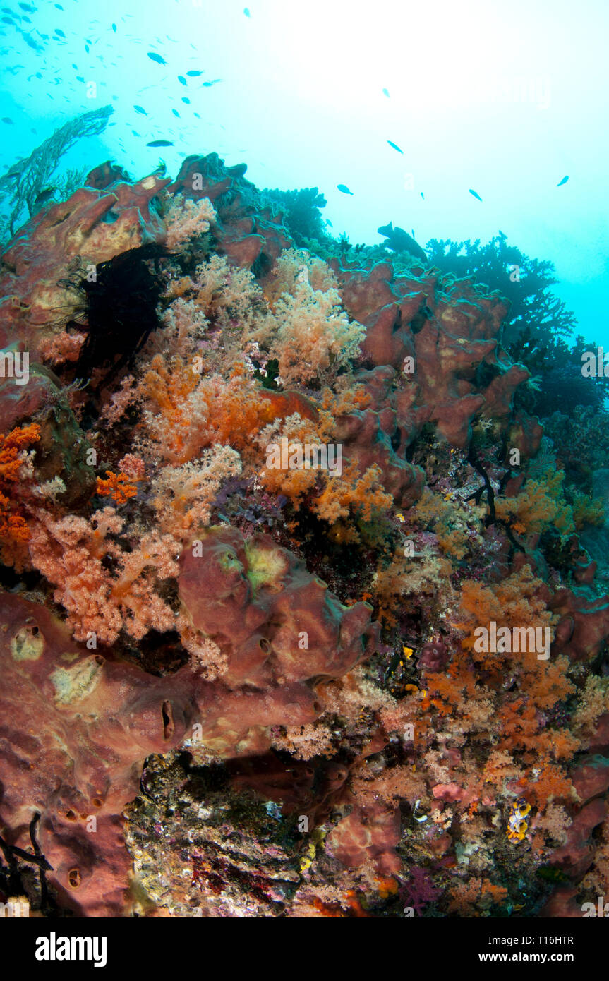 Soft Coral, Dendronephthya sp, with sun in background, Boo Windows dive ...