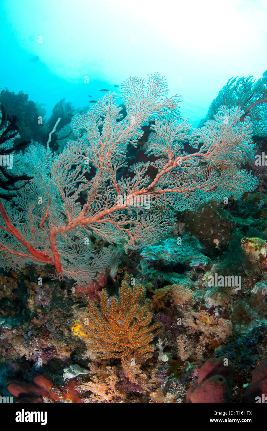 Sea Fan, Melithaea sp, with sun in background, Boo Windows dive site ...
