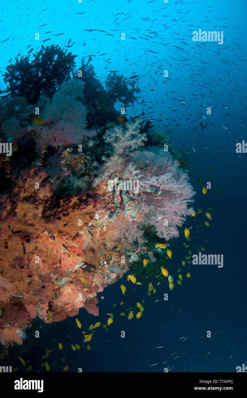 Reef scene with small fish, Four Kings dive site, Wayil Island, near ...