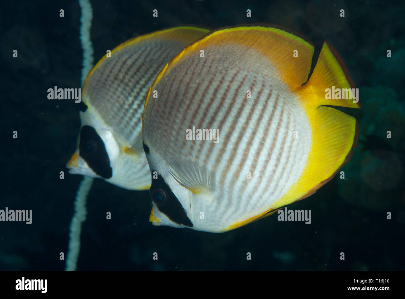 Panda Butterflyfish, Chaetodon adiergastos, pairm J-Nose dive site ...