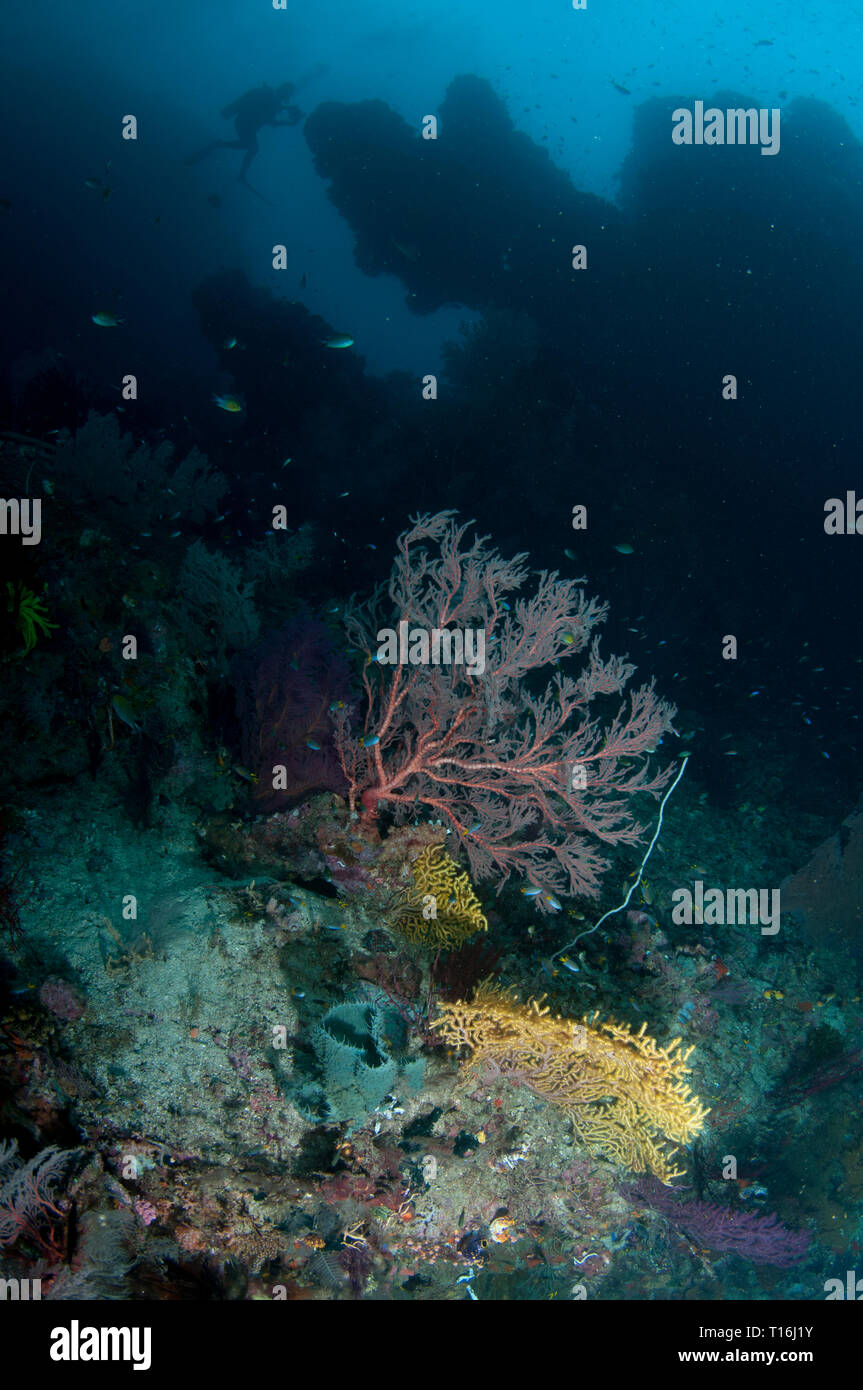 Reef Scene with diver and coral, J-Nose dive site, near Balbulol Island ...
