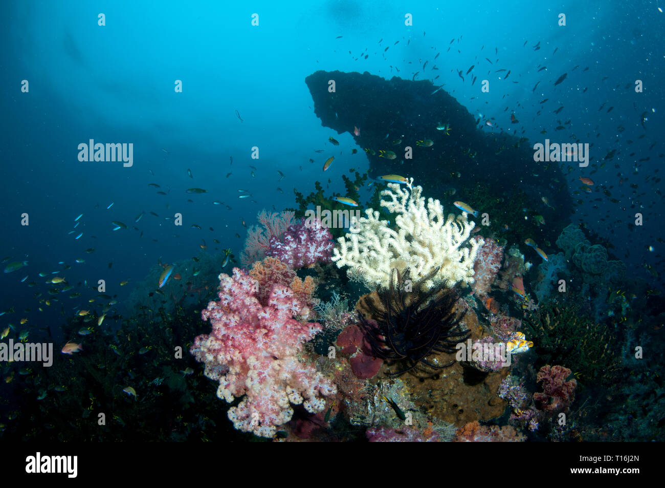 Reef Scene with small fish, J-Nose dive site, near Balbulol Island ...